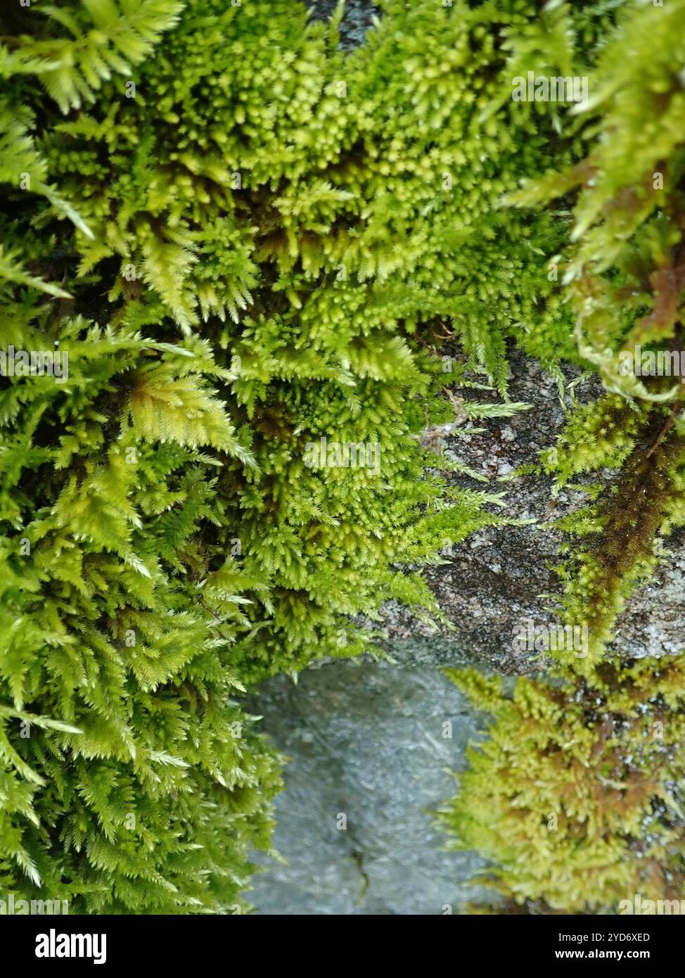 pinnatifid homalothecium moss (Homalothecium aureum Stock Photo - Alamy