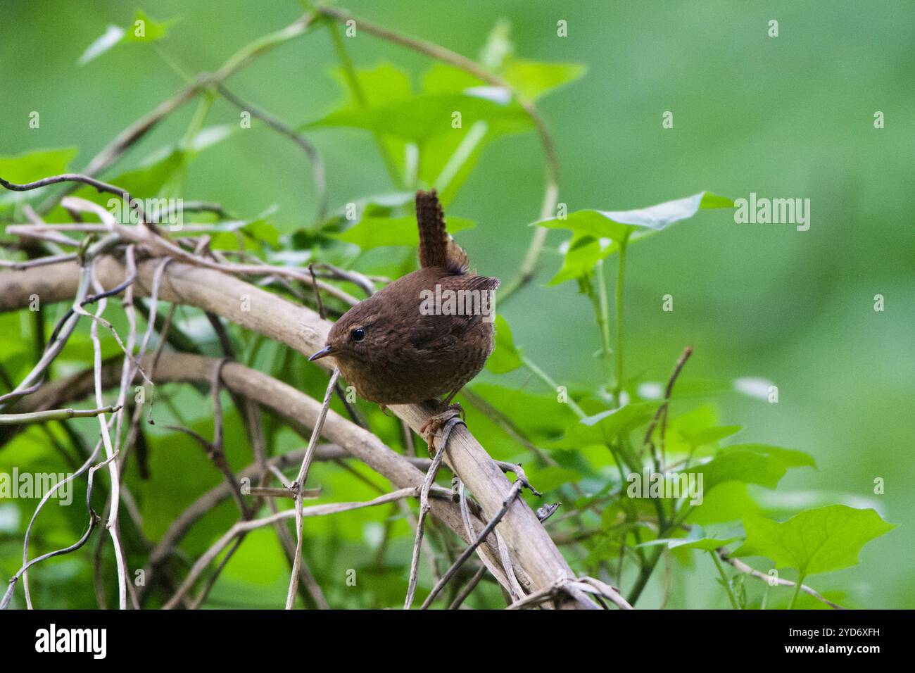 Pacific Wren (Troglodytes pacificus Stock Photo - Alamy