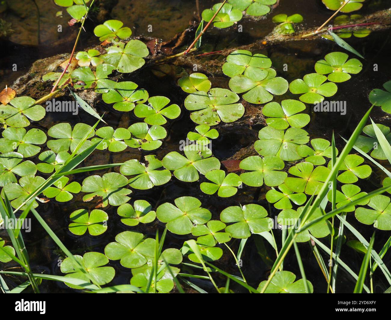 Helicopter Ferns (Marsilea Stock Photo - Alamy