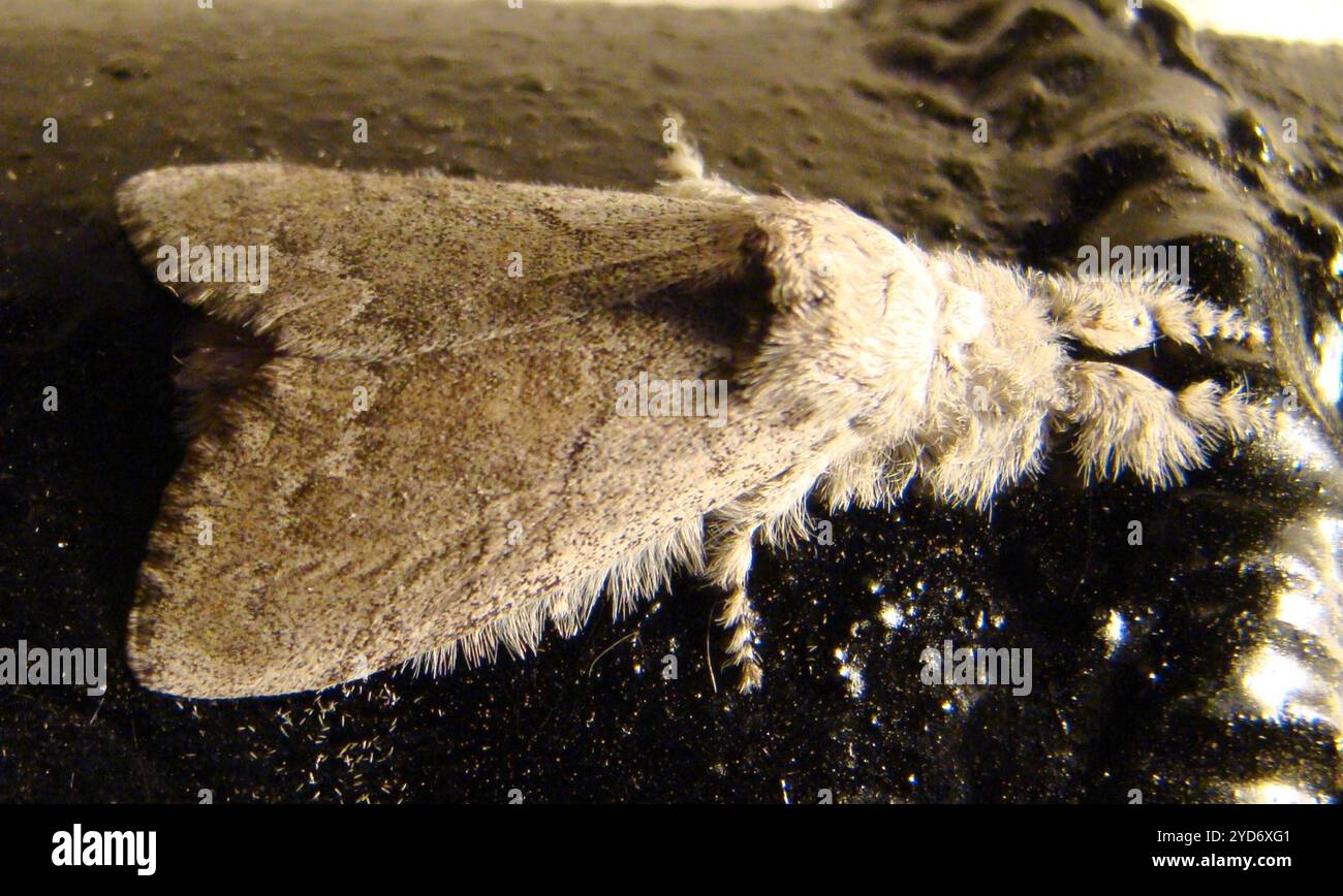 Owlet Moths and Allies (Noctuoidea Stock Photo - Alamy