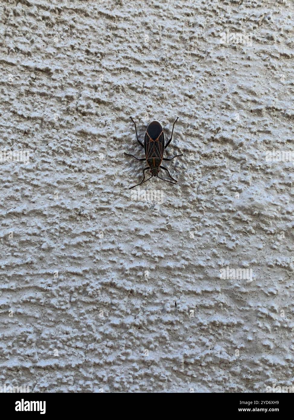 Western Boxelder Bug (Boisea rubrolineata Stock Photo - Alamy