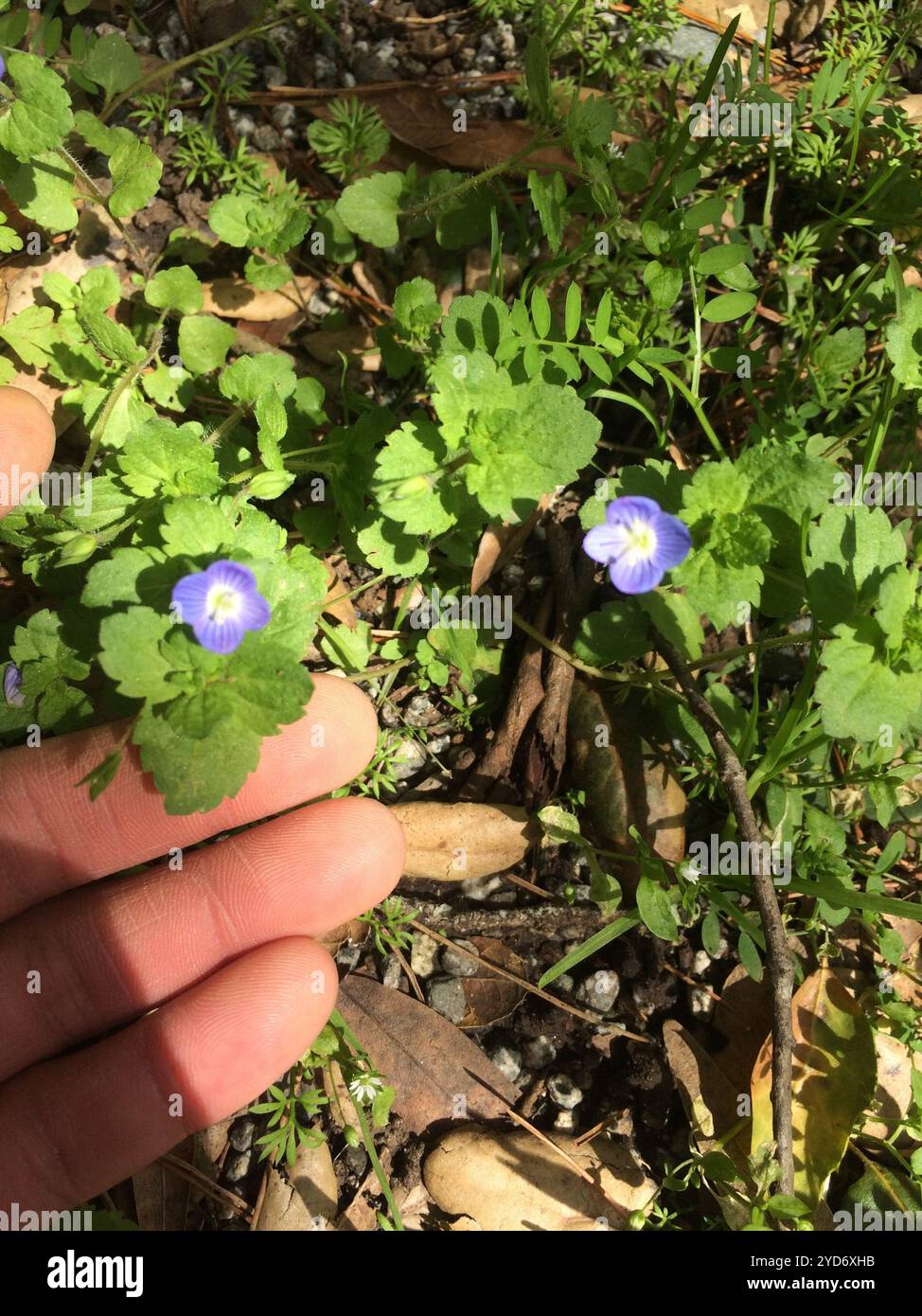 bird's-eye speedwell (Veronica persica Stock Photo - Alamy