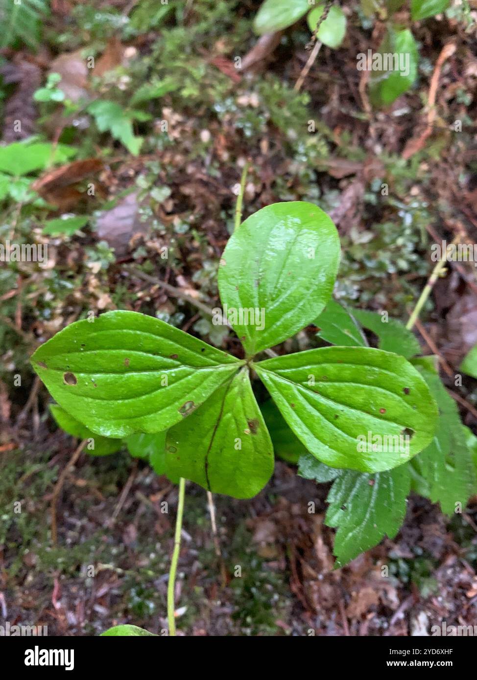Western Bunchberry (Cornus unalaschkensis Stock Photo - Alamy