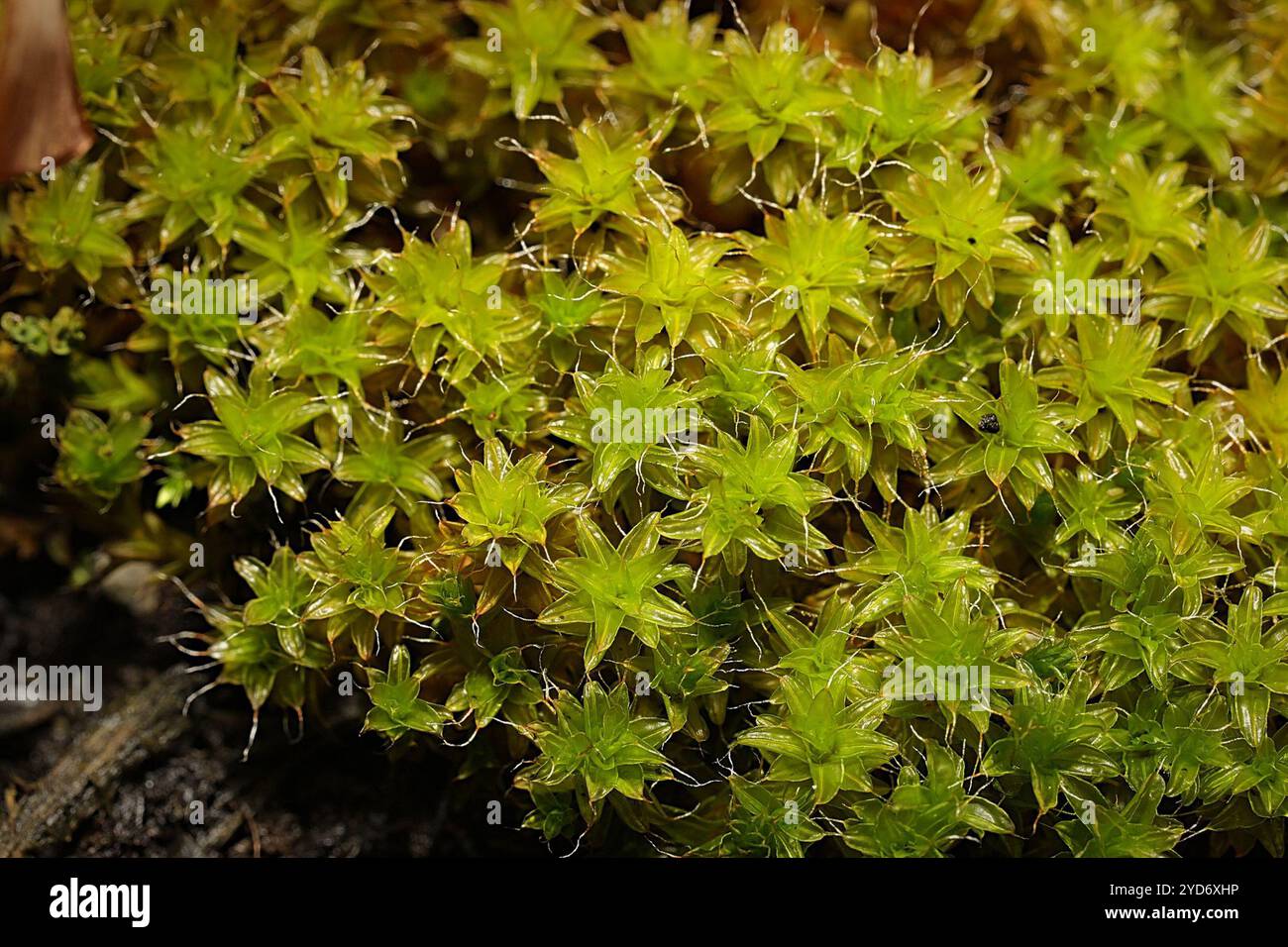Star Moss (Syntrichia ruralis Stock Photo - Alamy