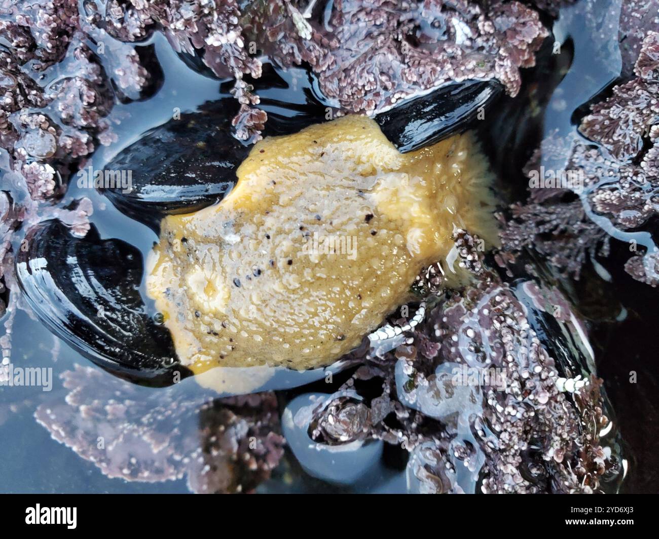 Doris montereyensis hi-res stock photography and images - Alamy