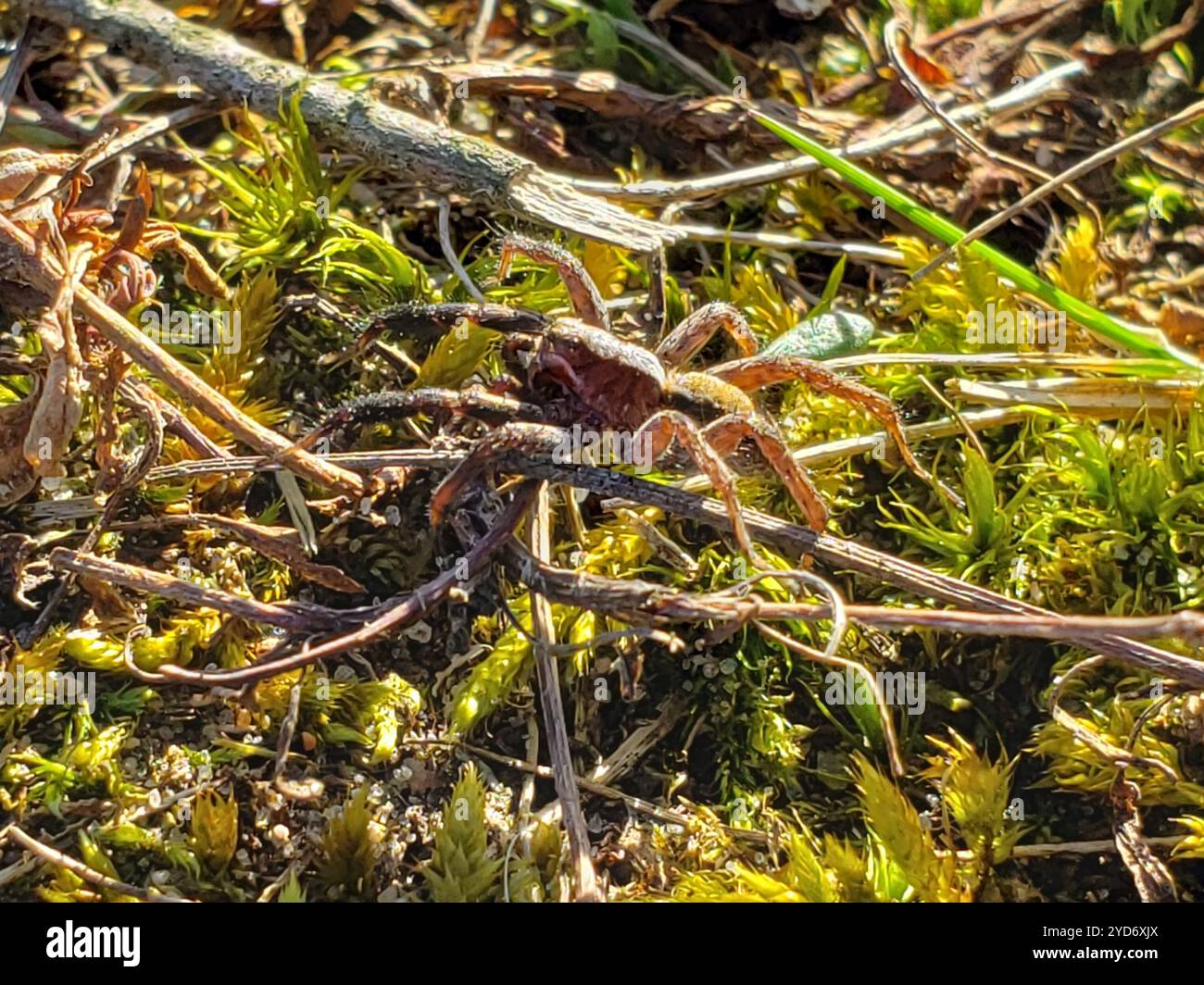 Fox Spiders (Alopecosa Stock Photo - Alamy