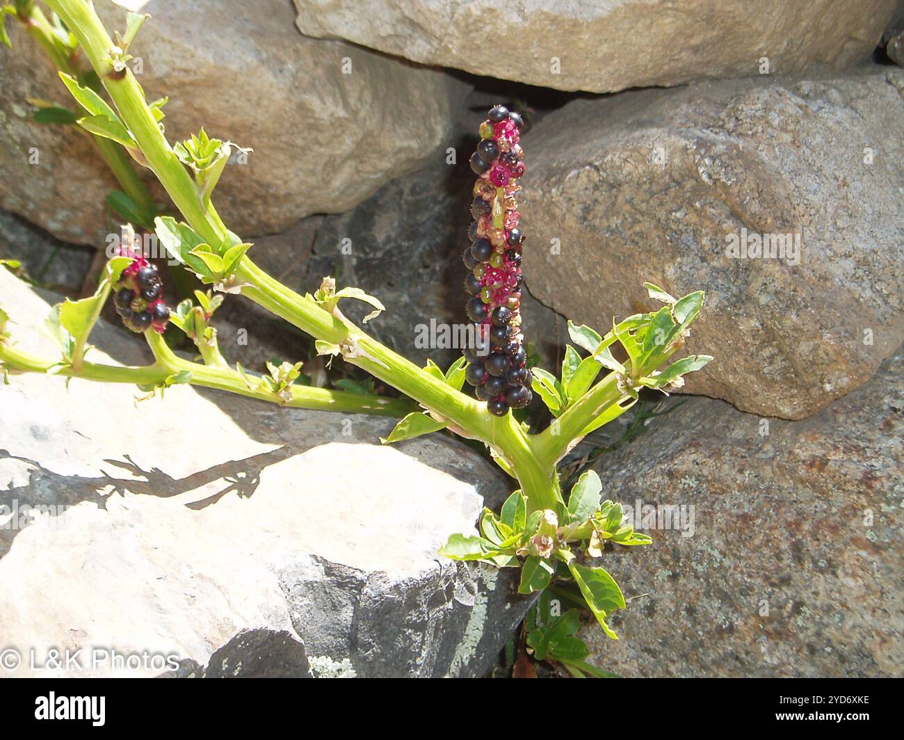 Inkweed (Phytolacca octandra Stock Photo - Alamy