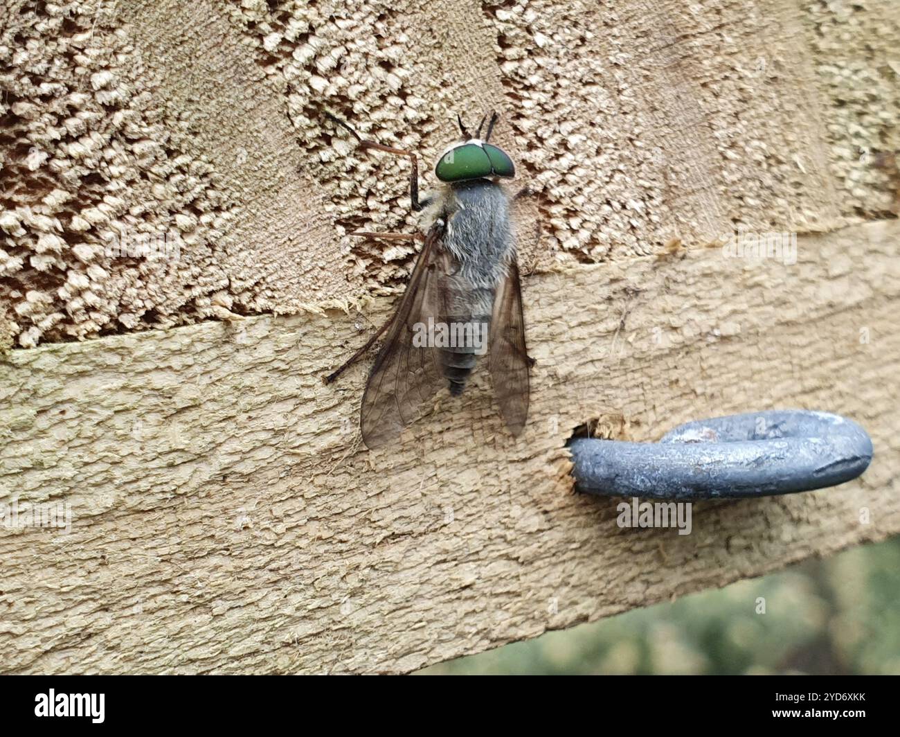 Horse and Deer Flies (Tabanidae Stock Photo - Alamy