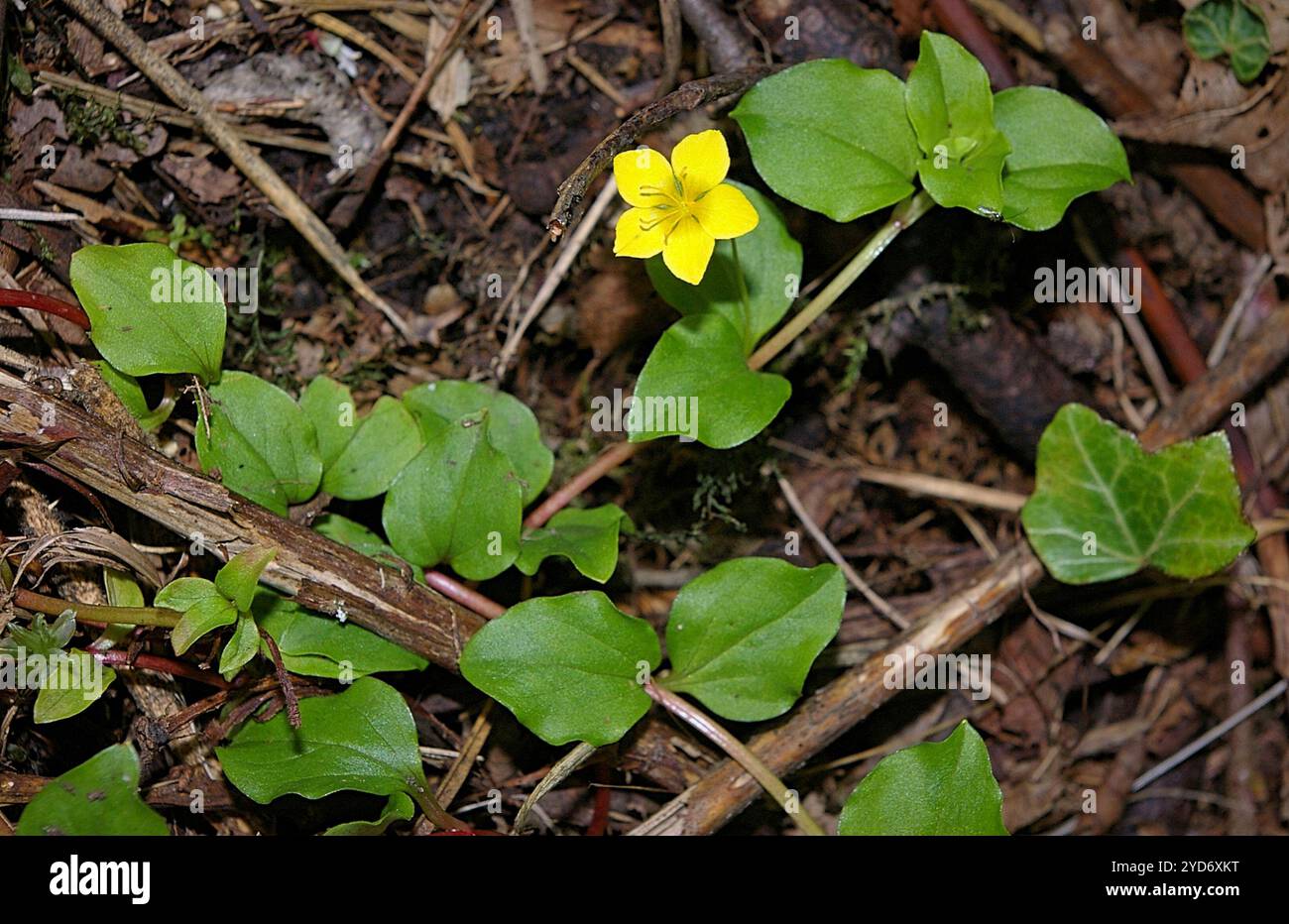 Yellow Pimpernel (Lysimachia nemorum Stock Photo - Alamy