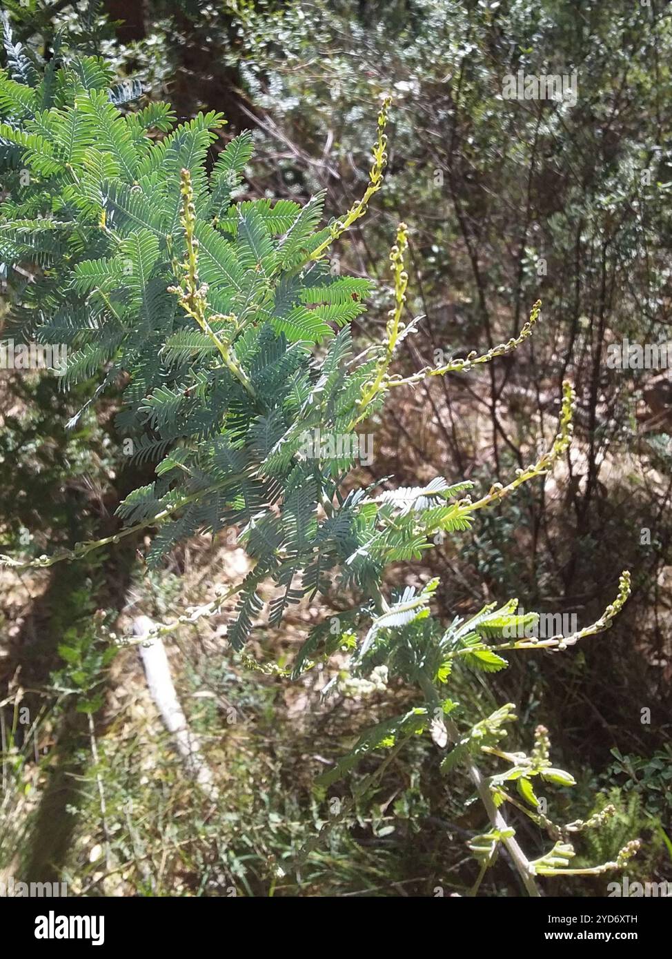 Cootamundra wattle (Acacia baileyana Stock Photo - Alamy