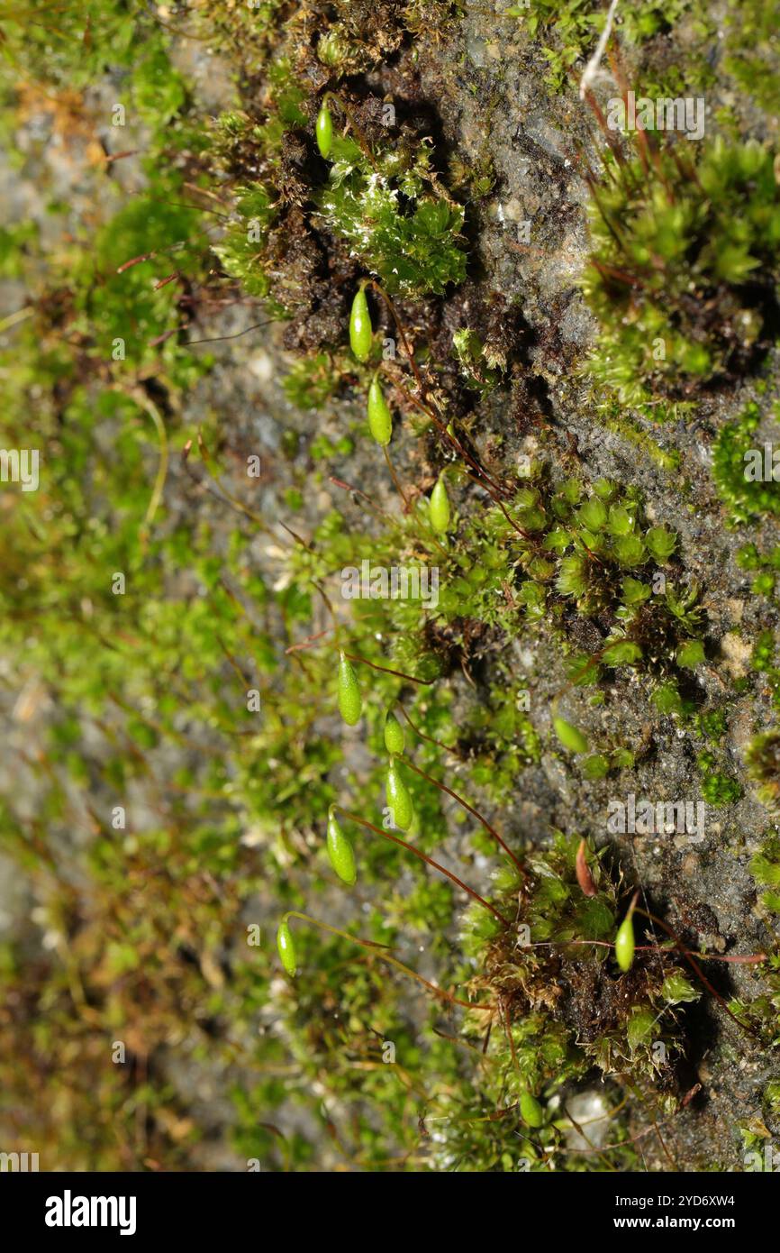 Capillary Thread-moss (Ptychostomum capillare Stock Photo - Alamy