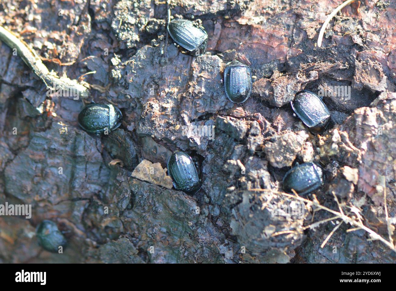 Black snail beetle (Phosphuga atrata Stock Photo - Alamy