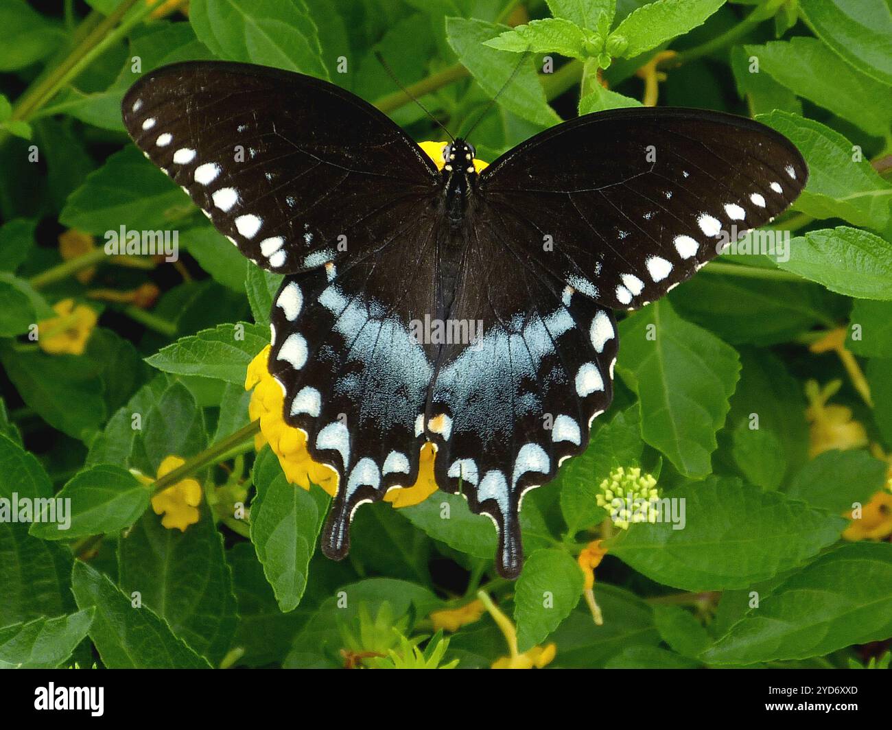 Spicebush Swallowtail (Papilio troilus Stock Photo - Alamy