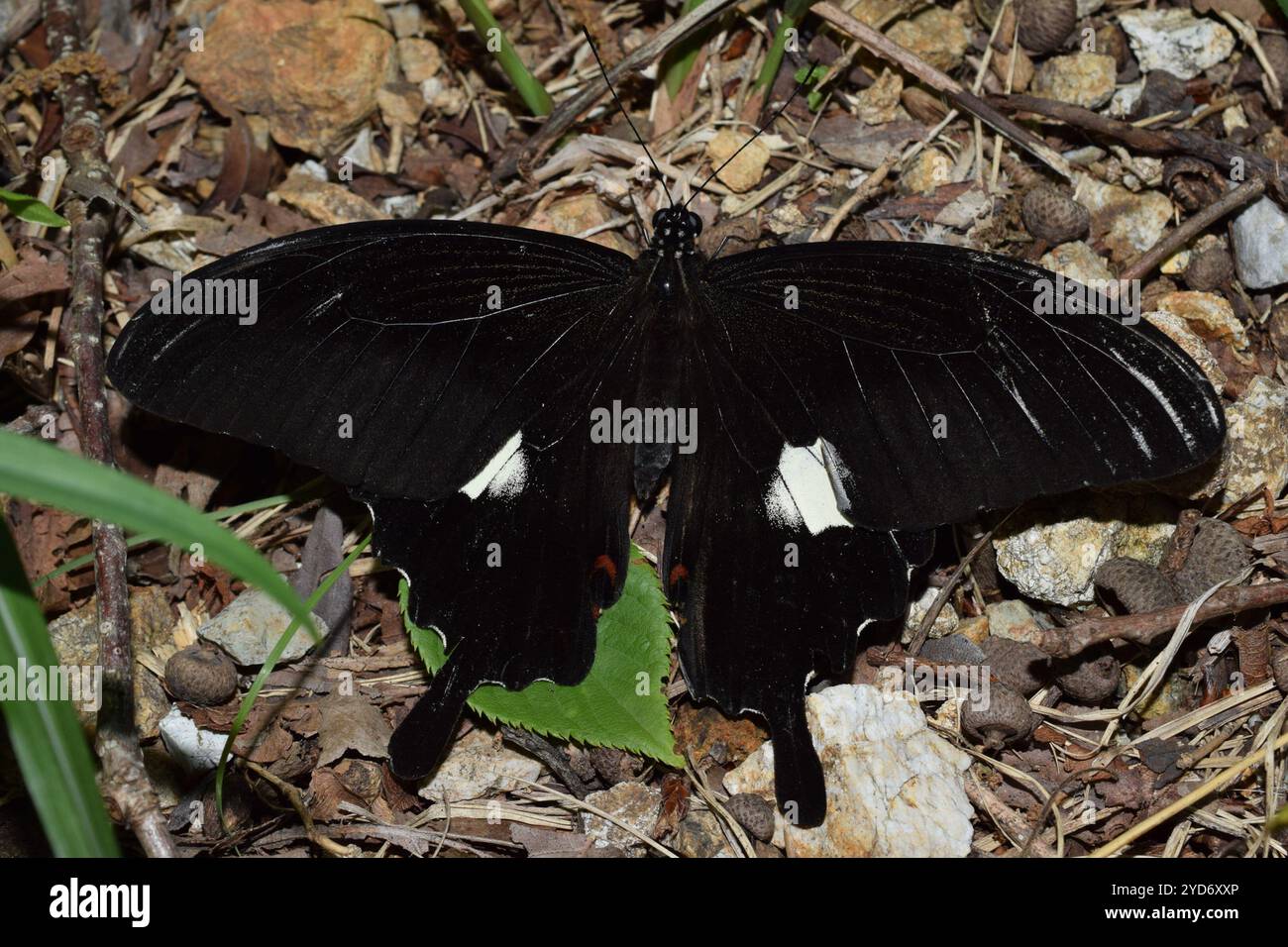 Red Helen Swallowtail (Papilio helenus Stock Photo - Alamy