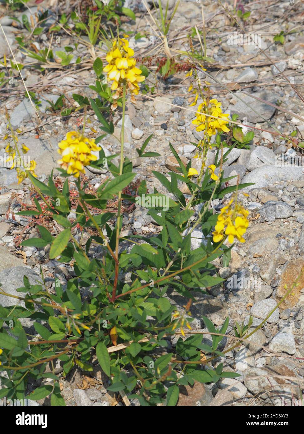 West Indian Rattlebox (Crotalaria trichotoma Stock Photo - Alamy