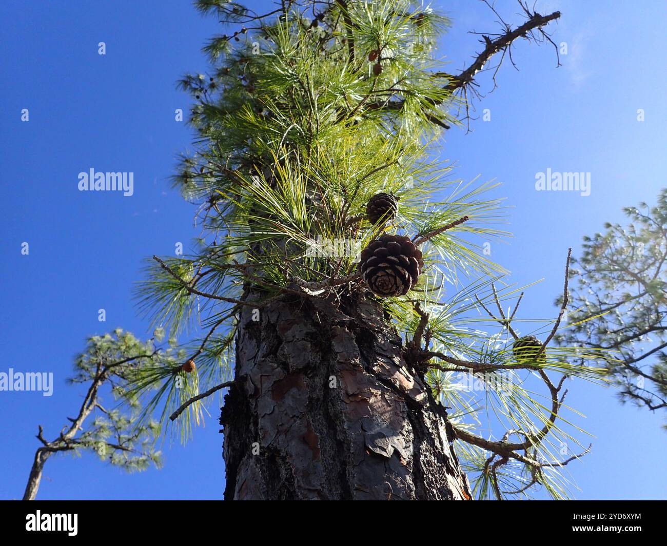 pond pine (Pinus serotina Stock Photo - Alamy