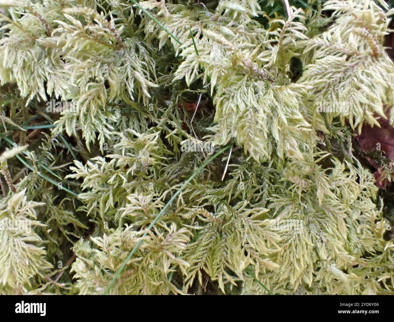 stairstep moss (Hylocomium splendens Stock Photo - Alamy