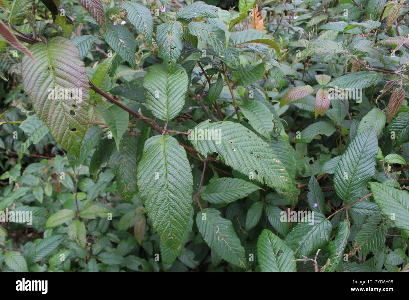 Andean Raspberry (Rubus glaucus Stock Photo - Alamy