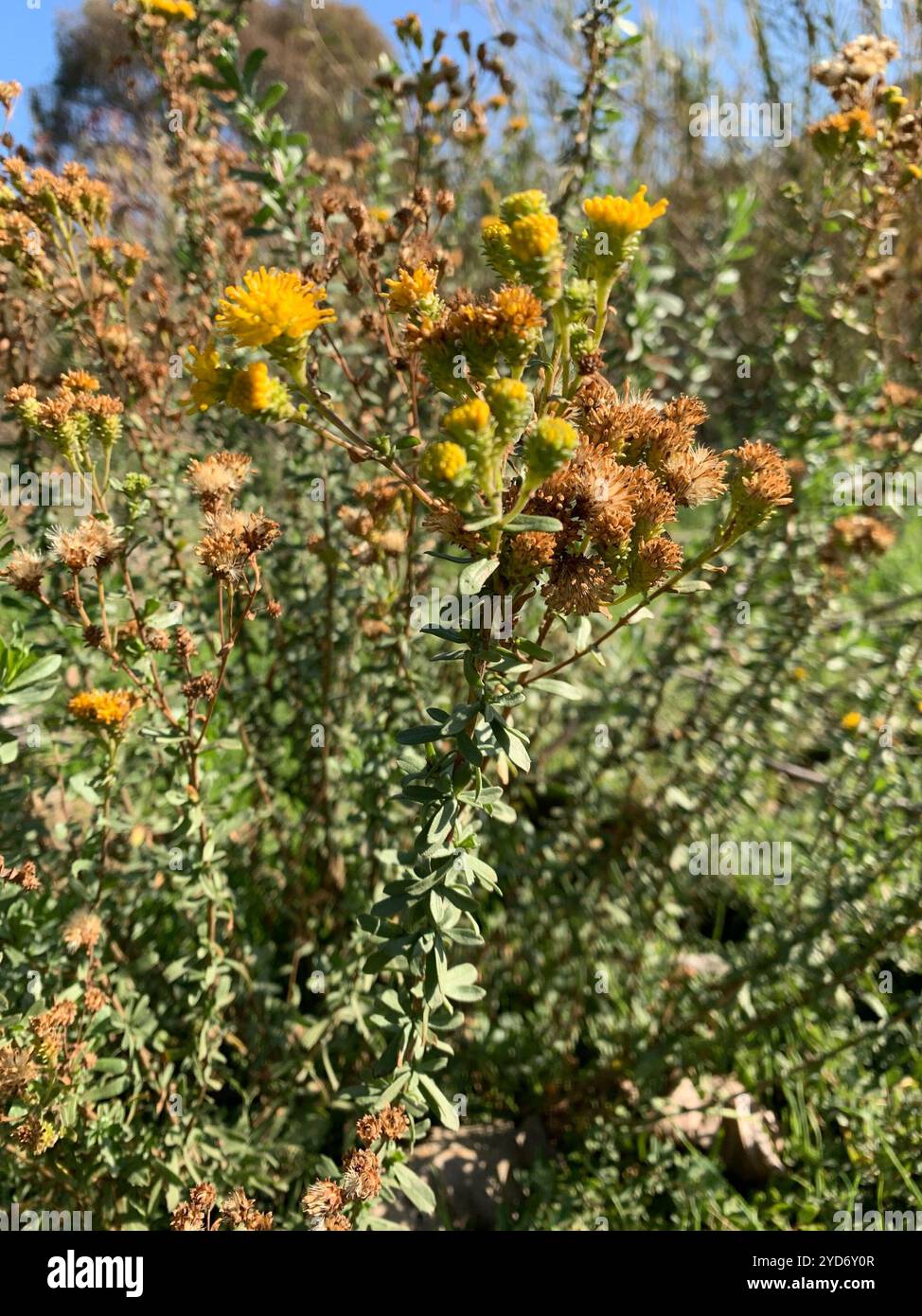 Coastal Goldenbush (Isocoma menziesii Stock Photo - Alamy