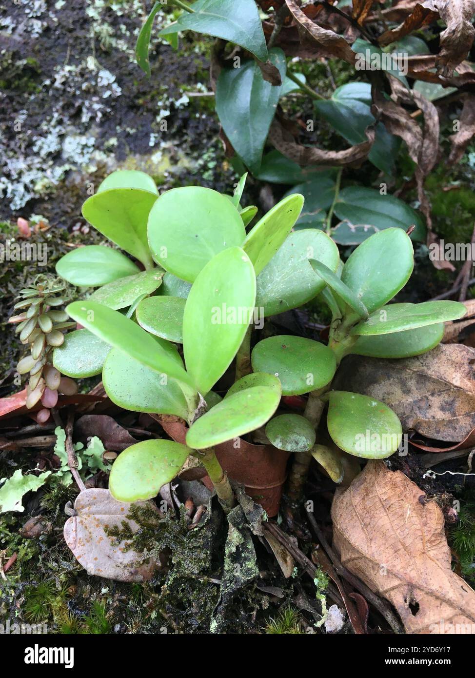 pepper plant family (Piperaceae Stock Photo - Alamy