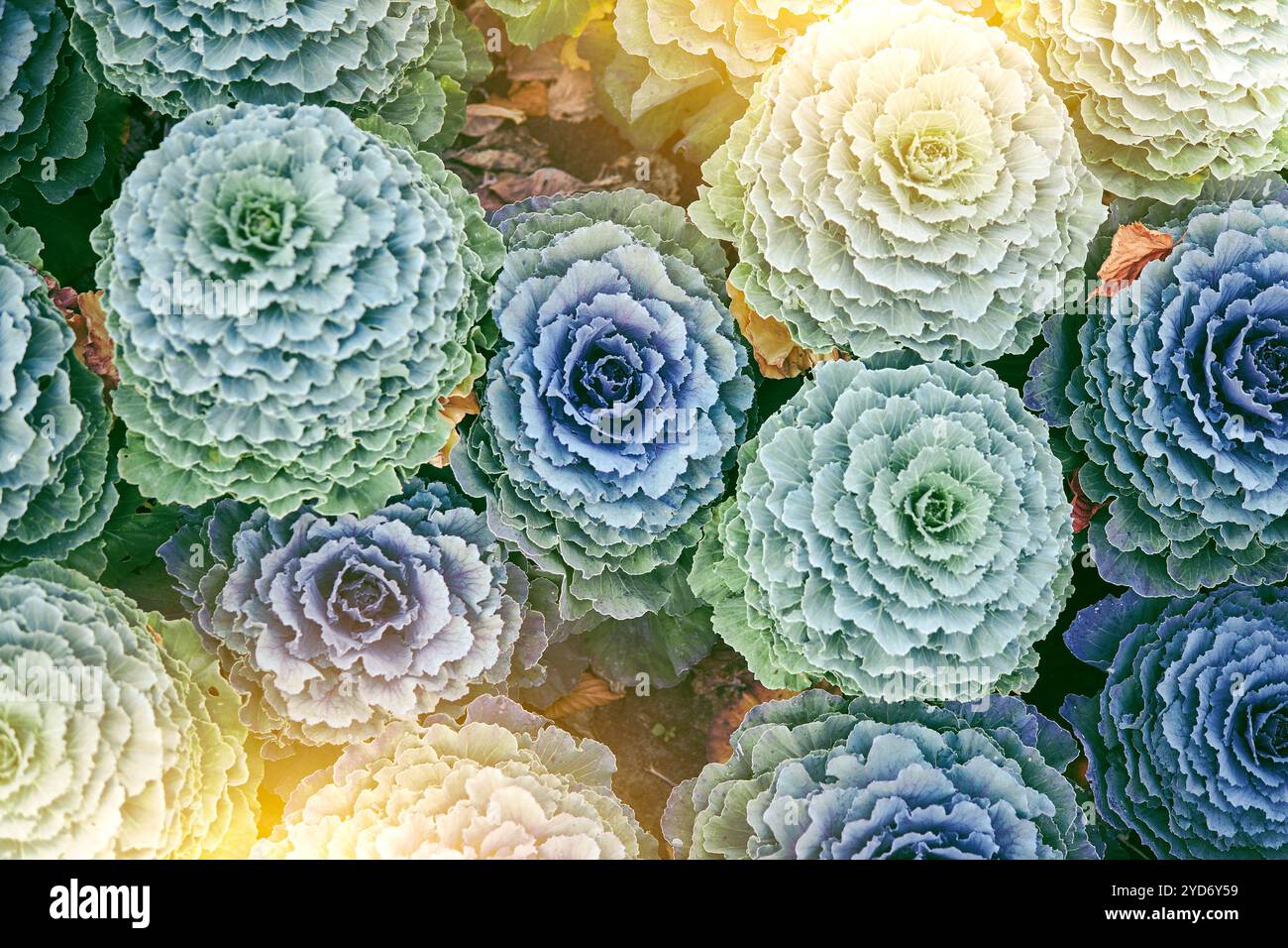 Decorative cabbage (Brassica oleracea). Decorative cabbage plants ...