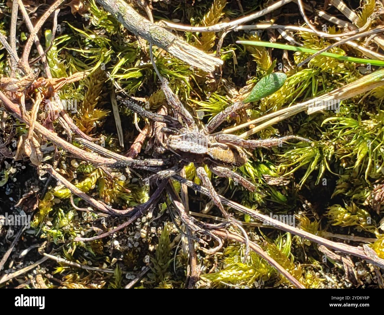 Fox Spiders (Alopecosa Stock Photo - Alamy
