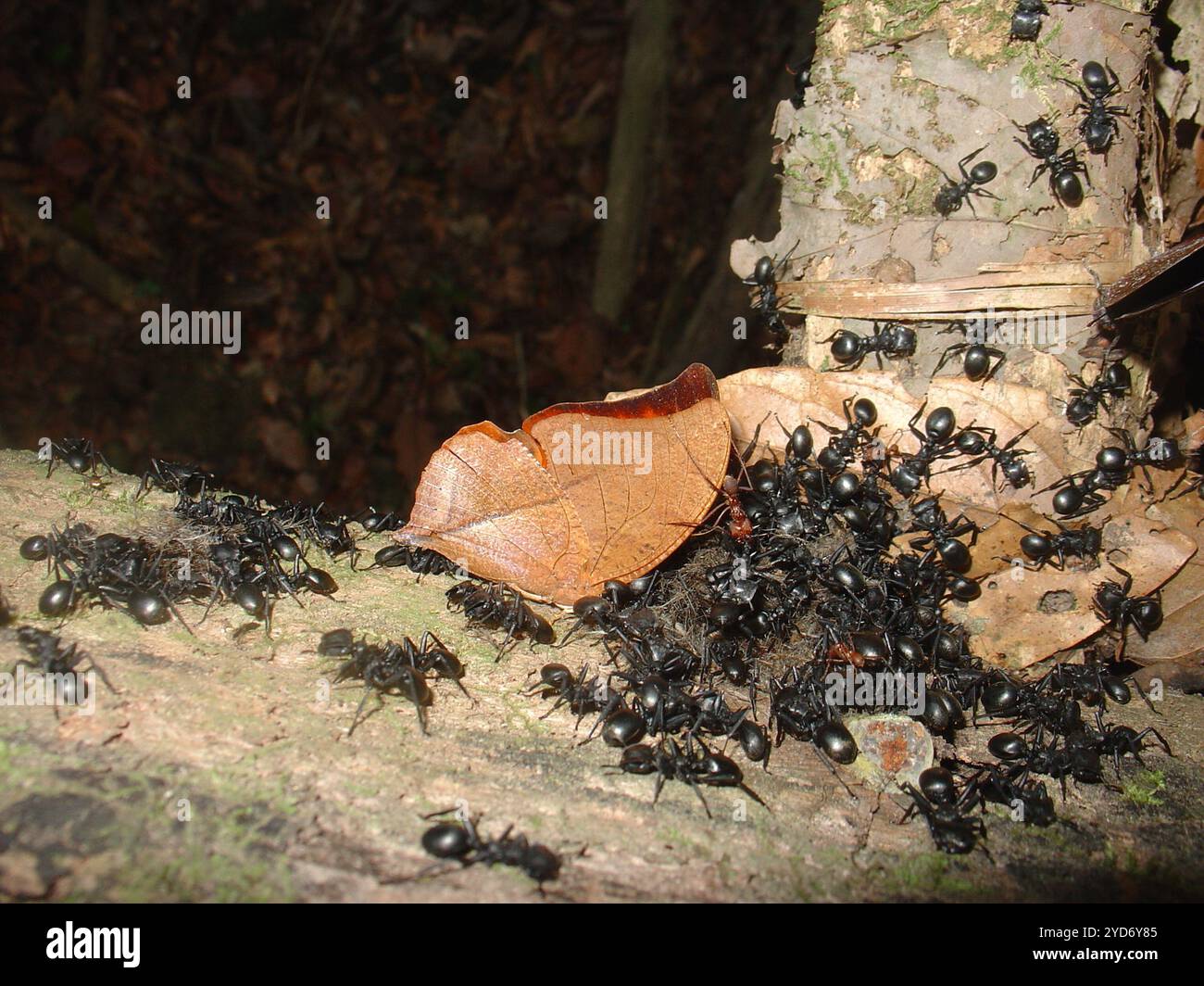 Common Giant Turtle Ant (Cephalotes atratus Stock Photo - Alamy