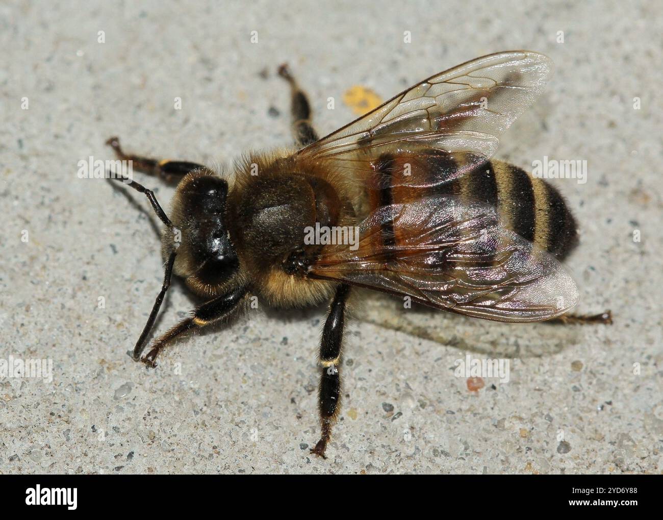Western Honey Bee (Apis mellifera Stock Photo - Alamy