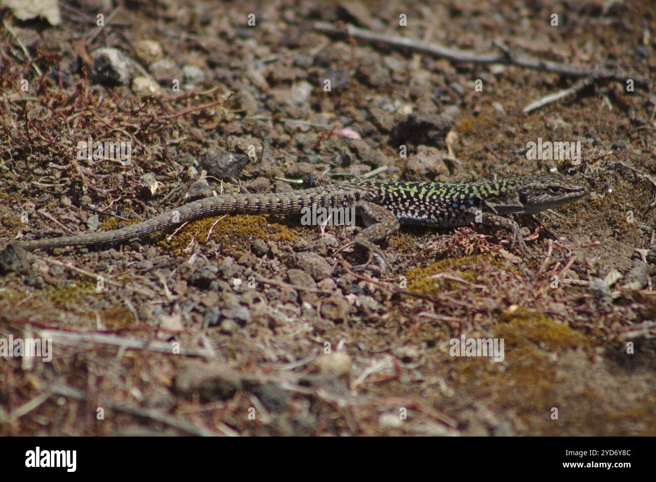 Southern Italian Wall Lizard (Podarcis siculus siculus Stock Photo - Alamy
