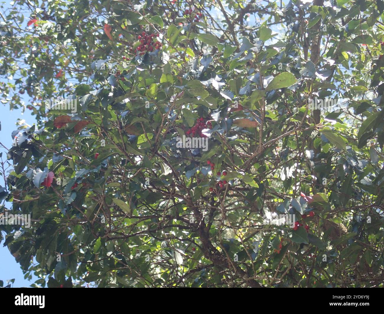 Chinese Photinia (Photinia serratifolia Stock Photo - Alamy