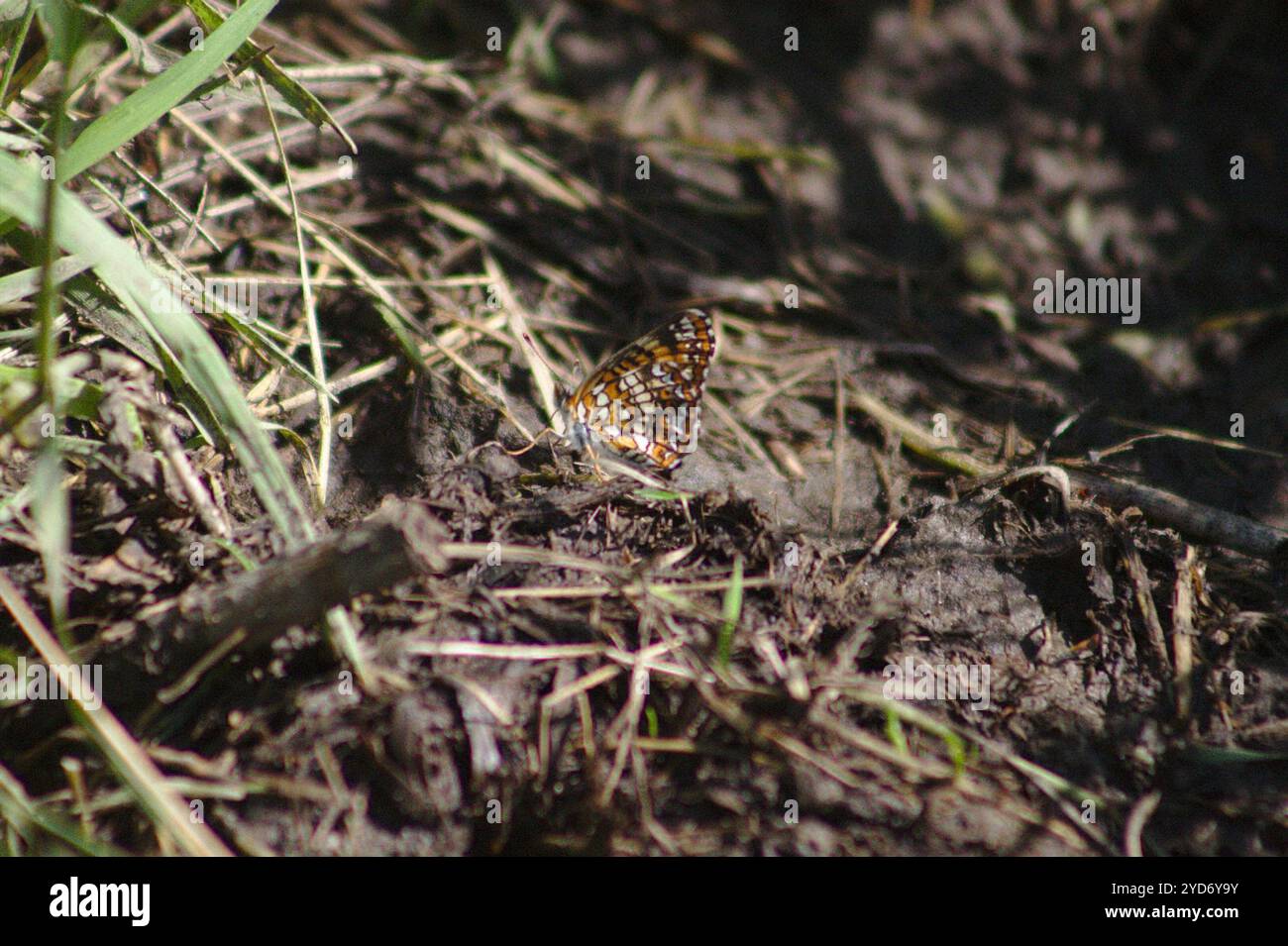 Chlosyne harrisii hi-res stock photography and images - Alamy