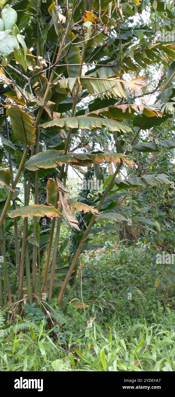 Giant Caroline island ginger (Alpinia carolinensis Stock Photo - Alamy