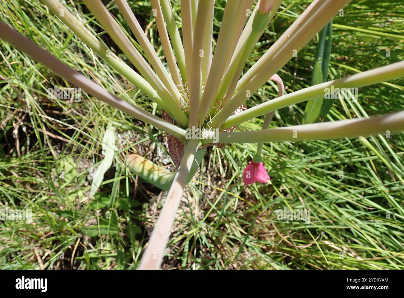 Giant Candelabra (Brunsvigia grandiflora Stock Photo - Alamy