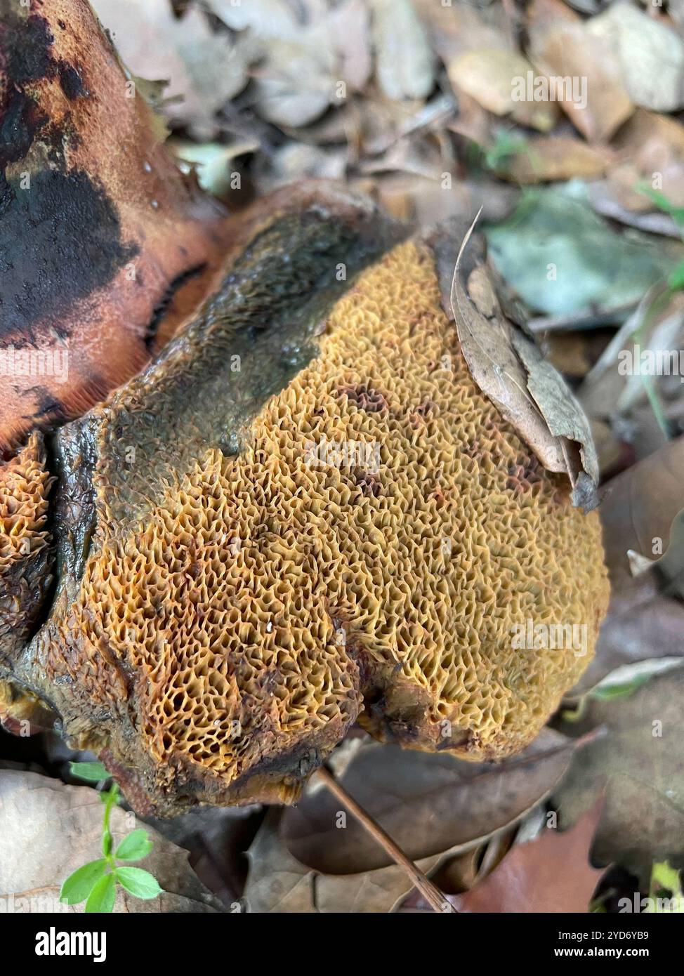 Liver Bolete (Suillellus amygdalinus Stock Photo - Alamy