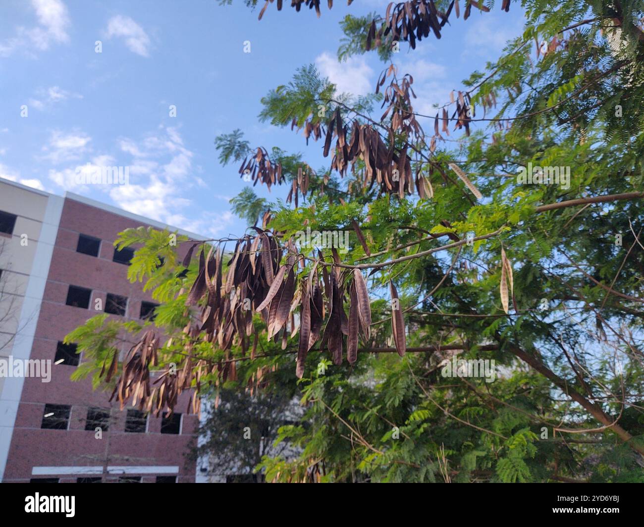 White leadtree (Leucaena leucocephala Stock Photo - Alamy
