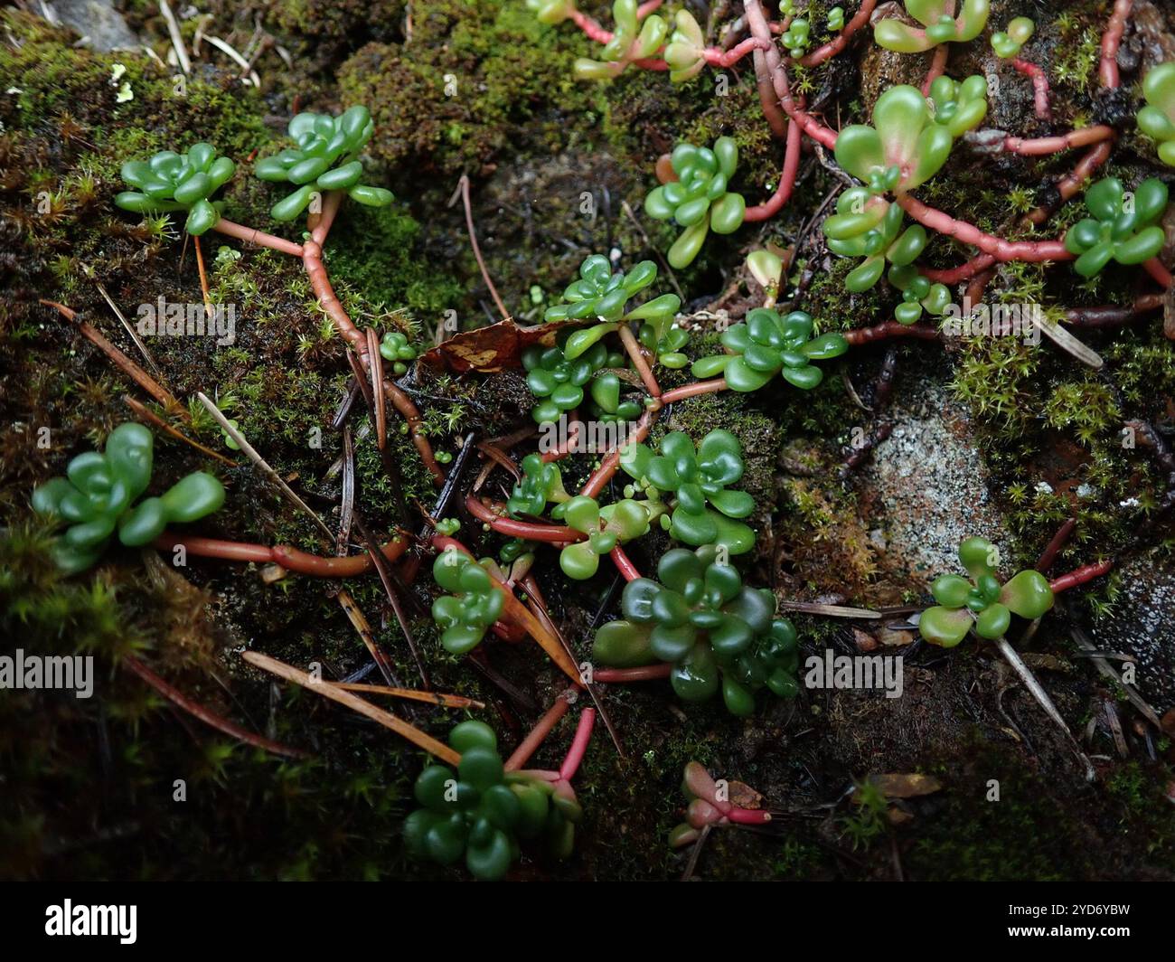 Oregon Stonecrop (Sedum oreganum Stock Photo - Alamy