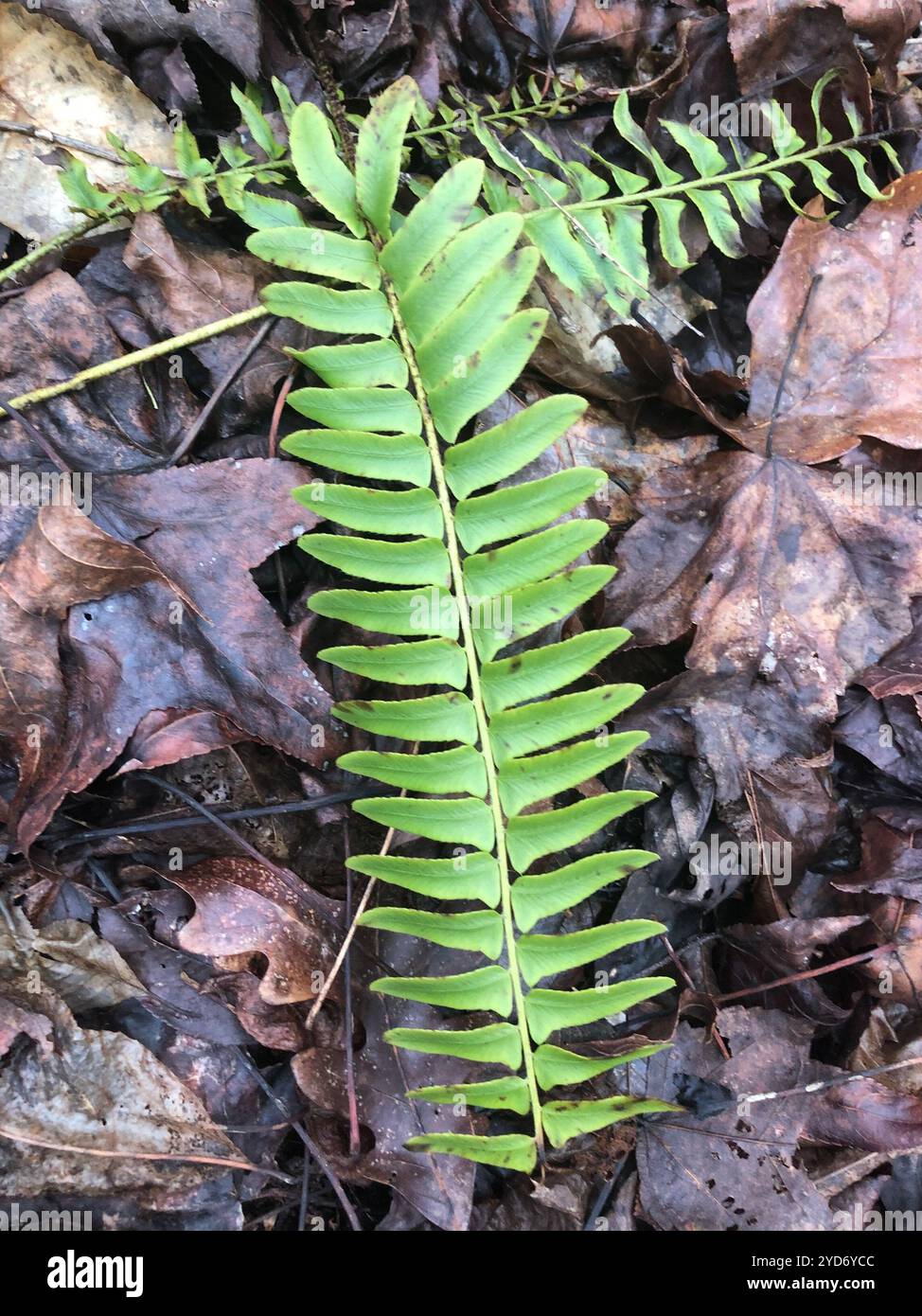 Christmas fern (Polystichum acrostichoides Stock Photo - Alamy