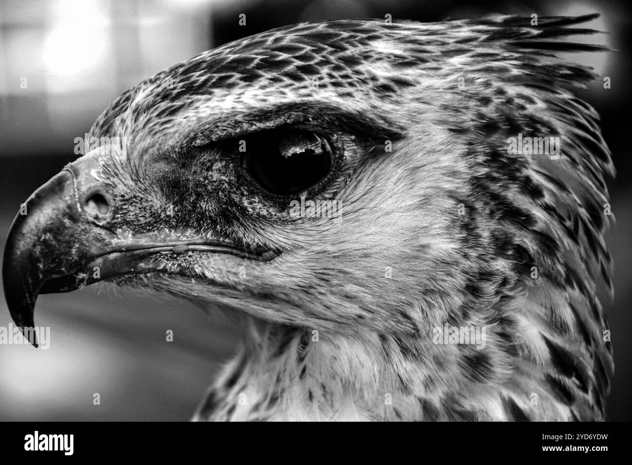 A close up of a young Marshal Eagle (Polemaetus bellicosus) in Queen ...