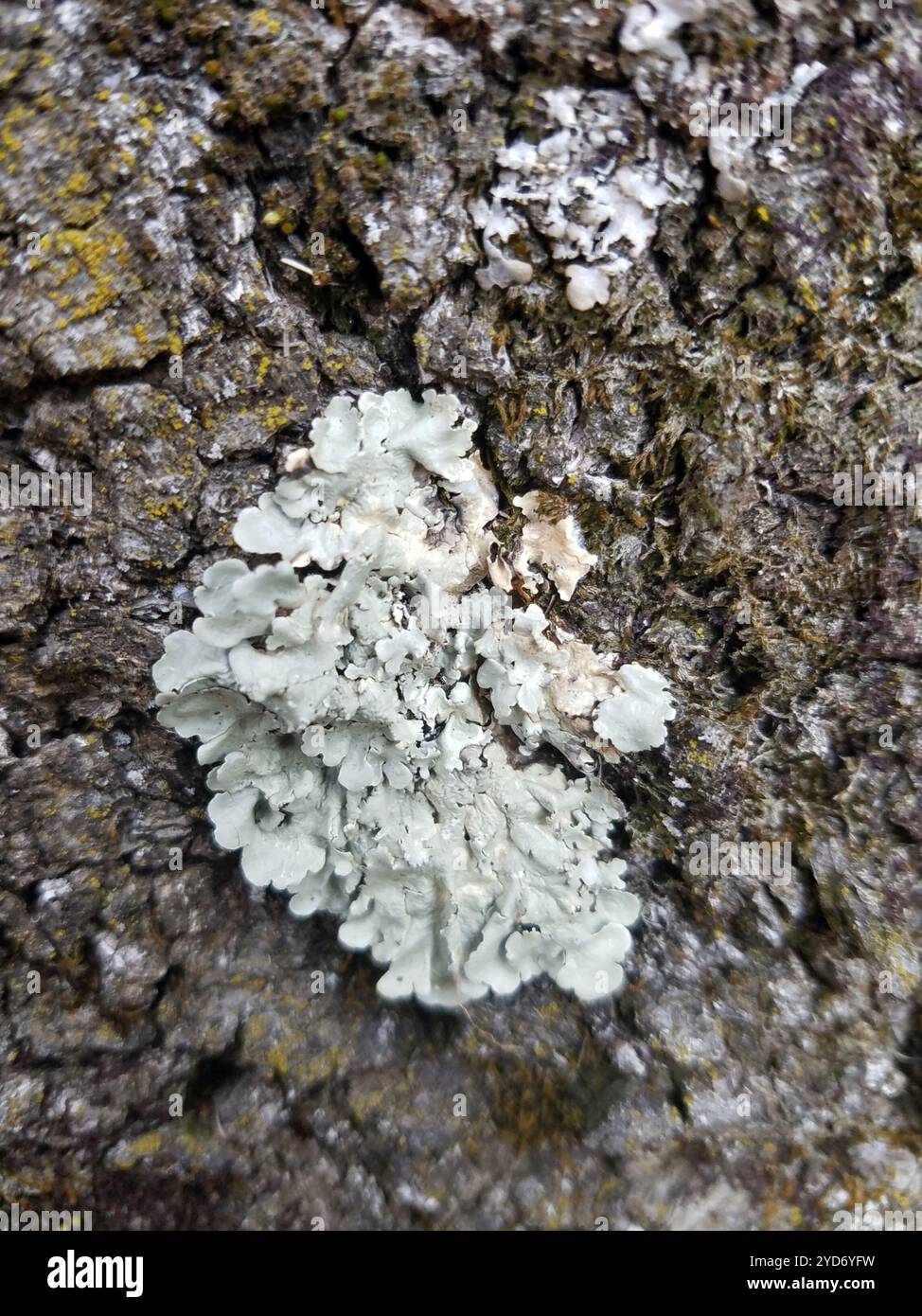 common greenshield lichen (Flavoparmelia caperata Stock Photo - Alamy