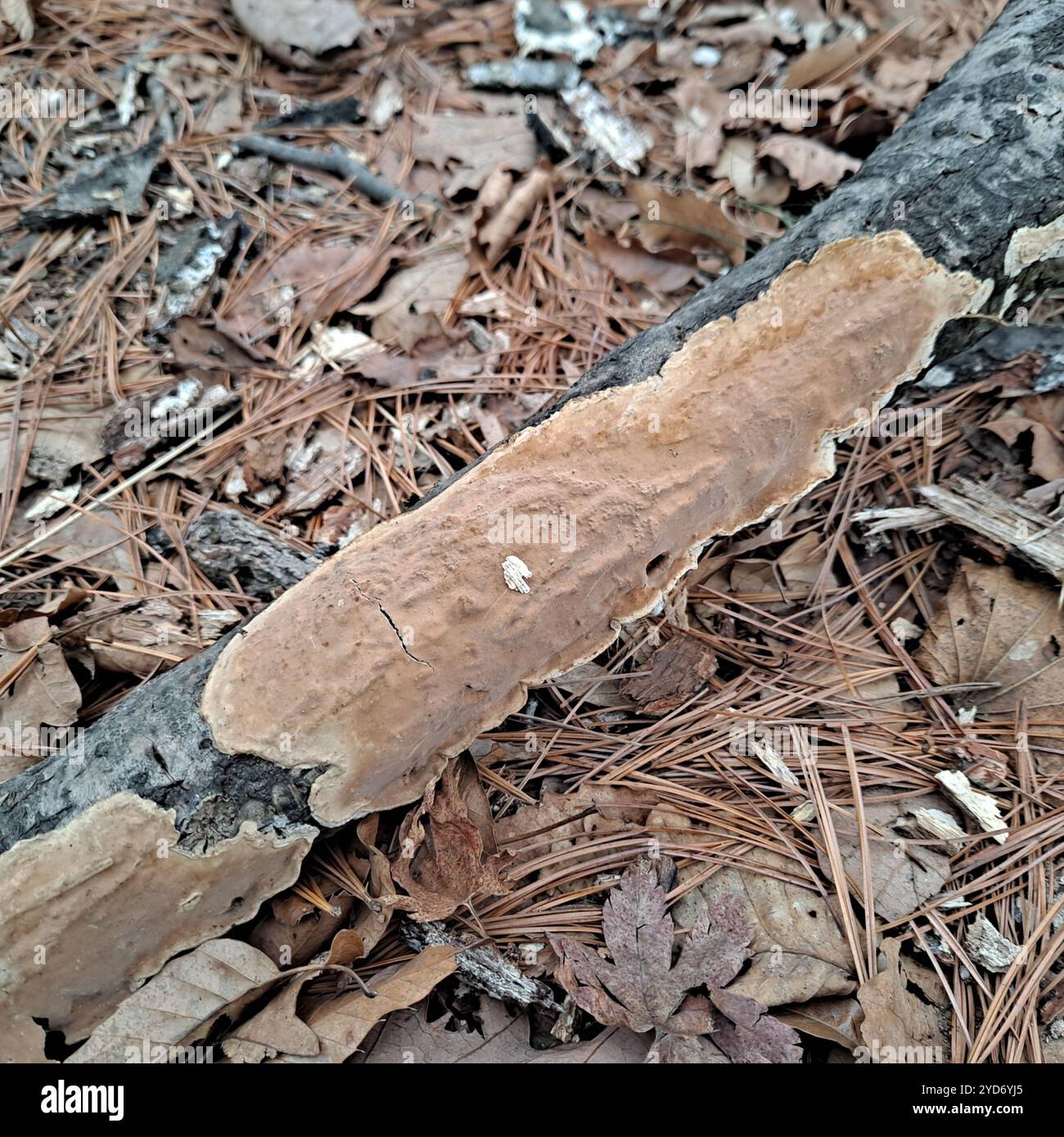 Netted Crust (Byssomerulius corium Stock Photo - Alamy