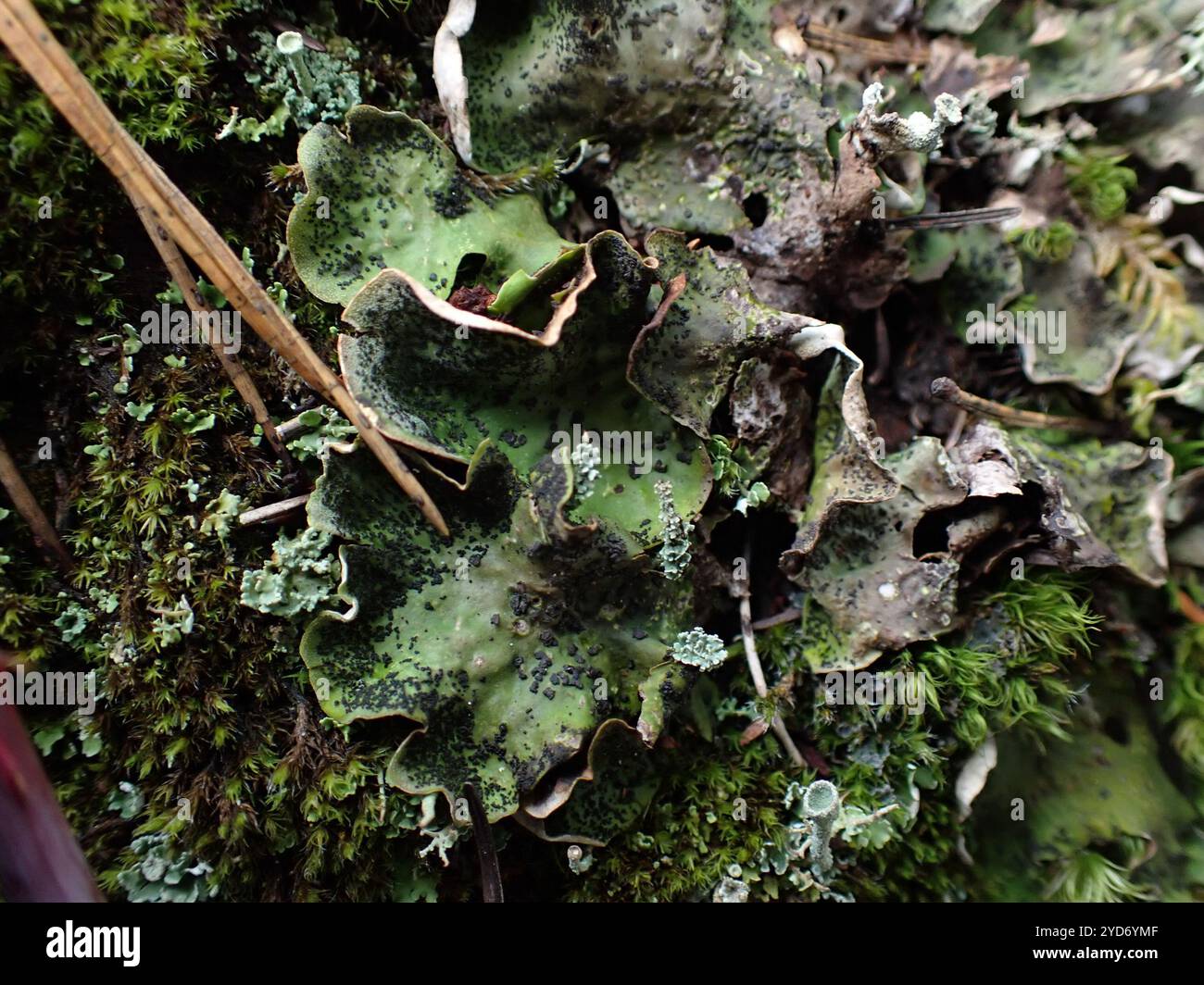freckled pelt lichen (Peltigera aphthosa Stock Photo - Alamy