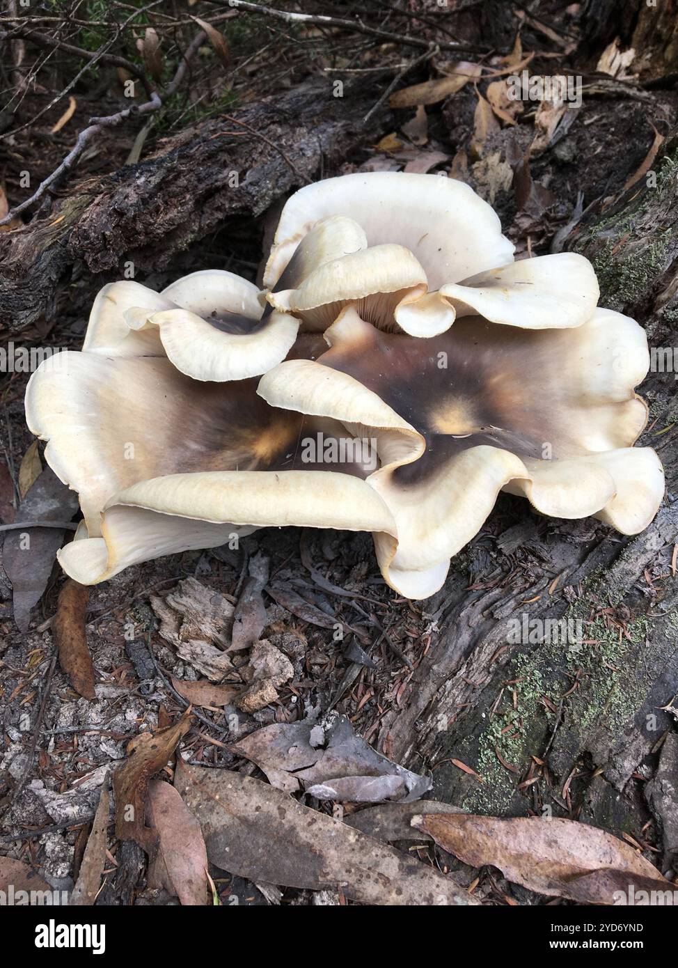 ghost fungus (Omphalotus nidiformis Stock Photo - Alamy