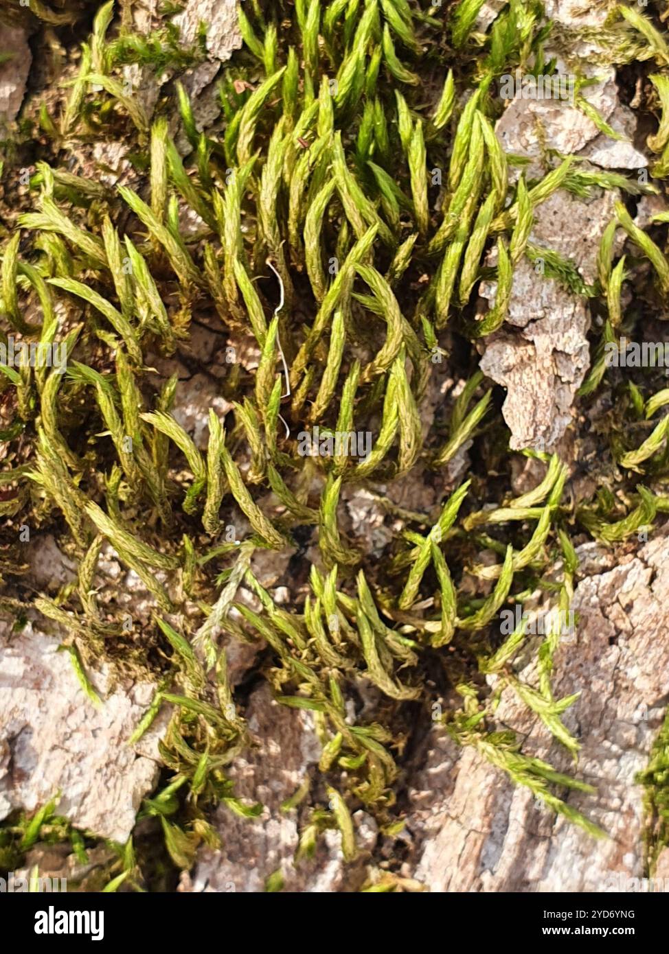 squirrel-tail moss (Leucodon sciuroides Stock Photo - Alamy