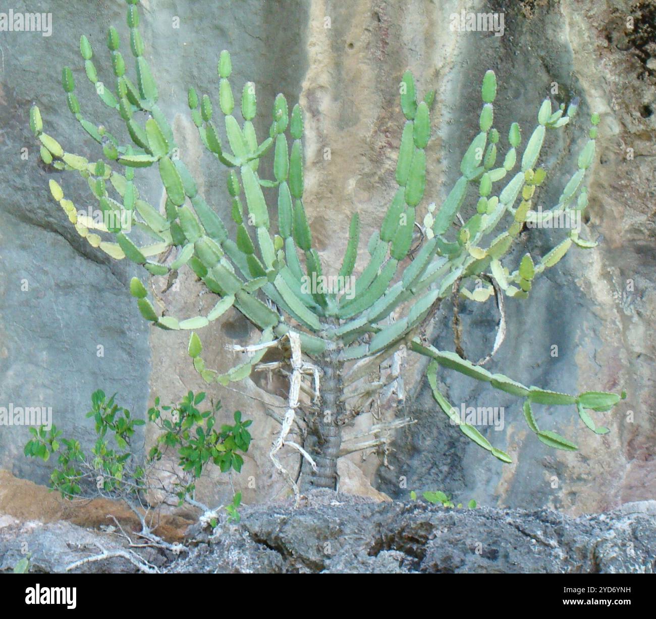 antique spurge (Euphorbia antiquorum Stock Photo - Alamy