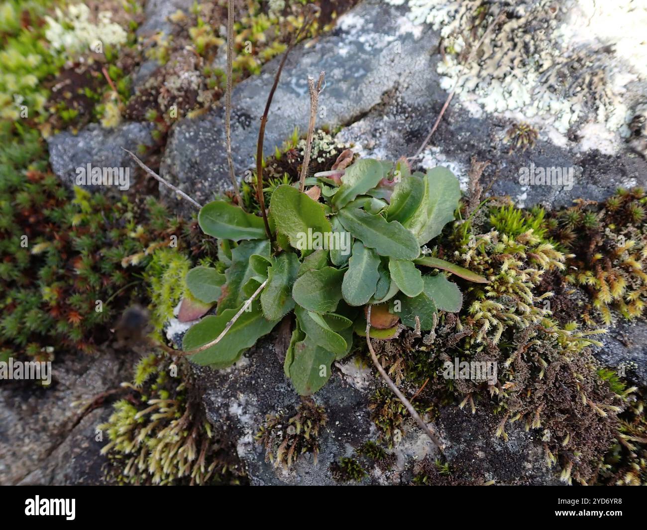 Common Cat's-ear (Hypochaeris radicata Stock Photo - Alamy