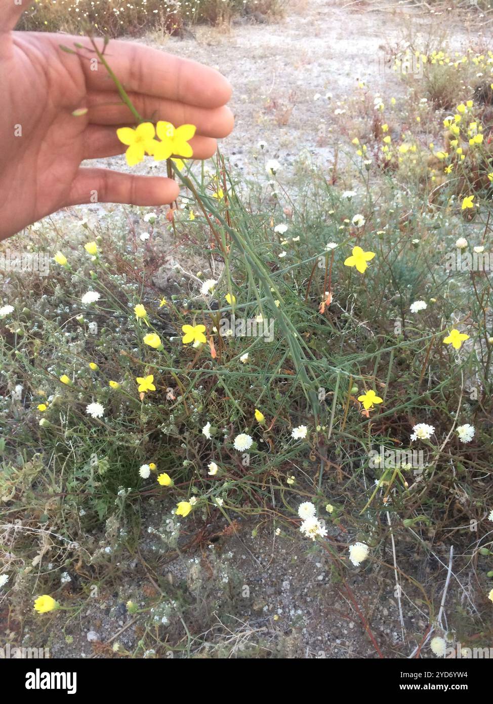 California primrose (Eulobus californicus Stock Photo - Alamy