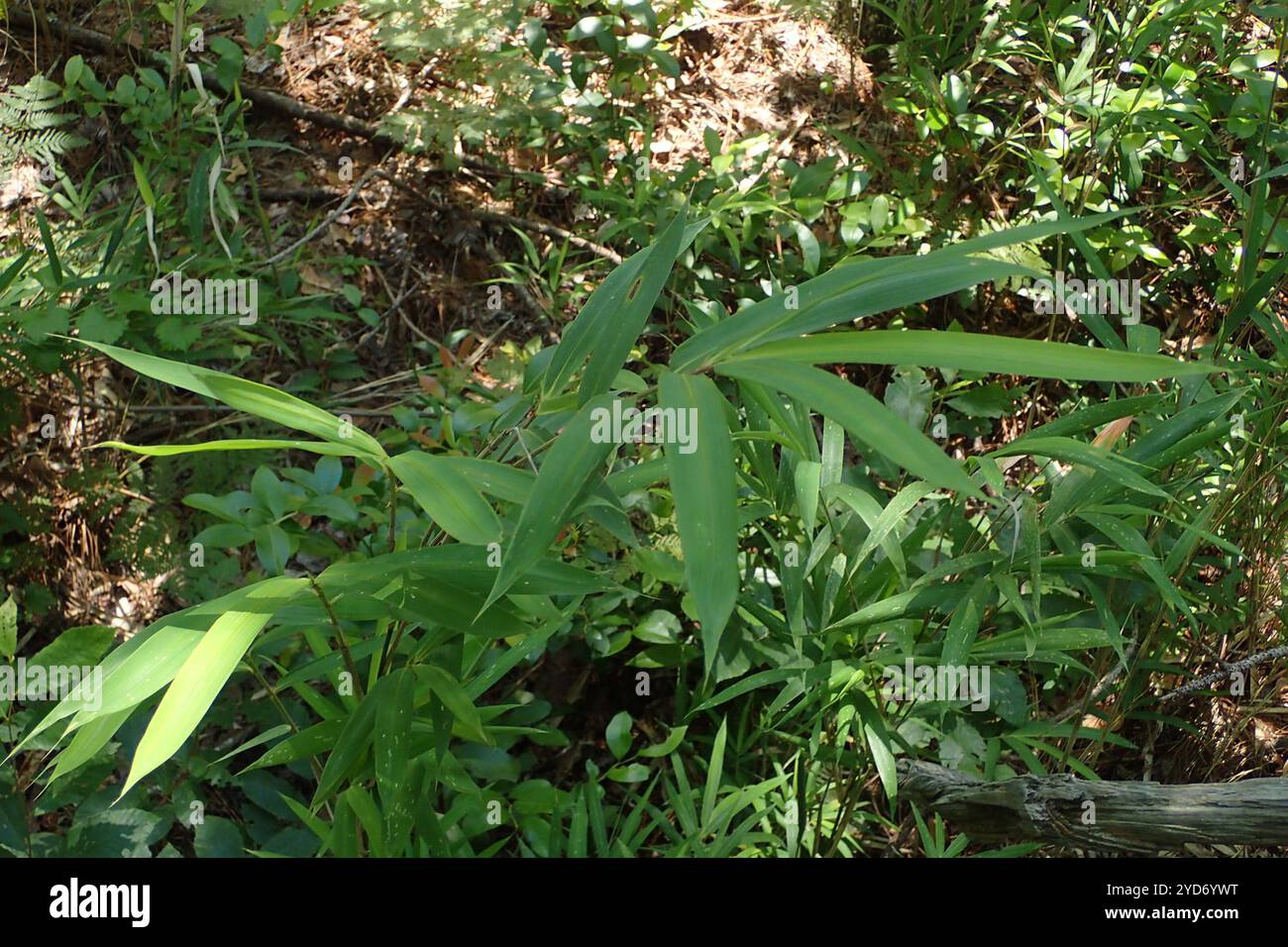 switch cane (Arundinaria tecta Stock Photo - Alamy