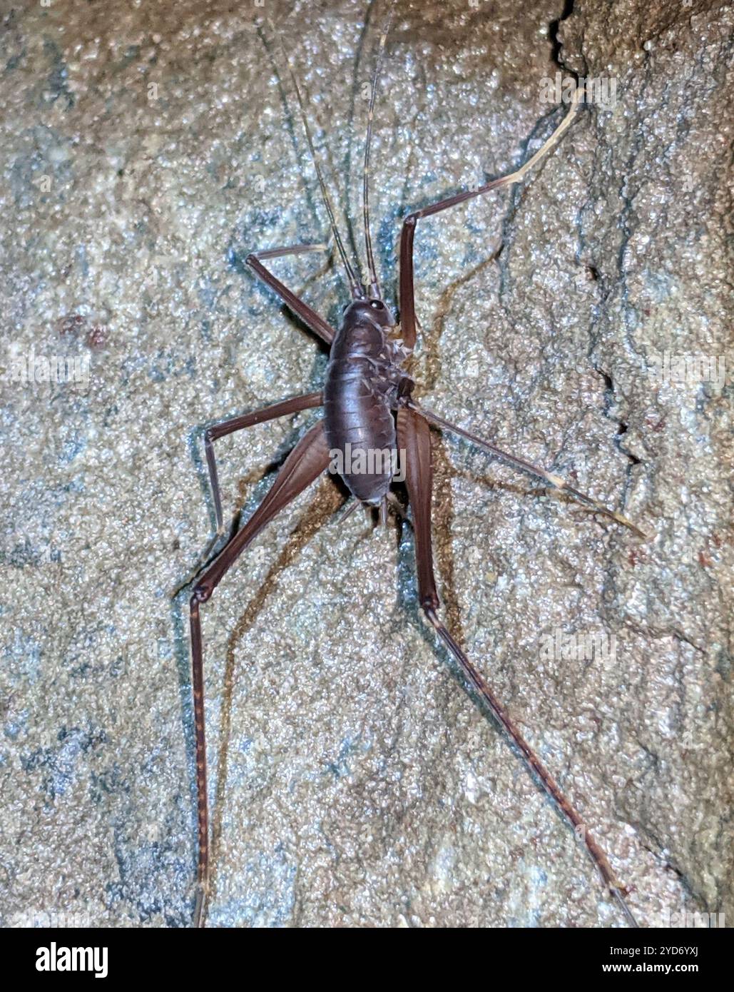 Square-legged Camel Cricket (Tropidischia xanthostoma Stock Photo - Alamy