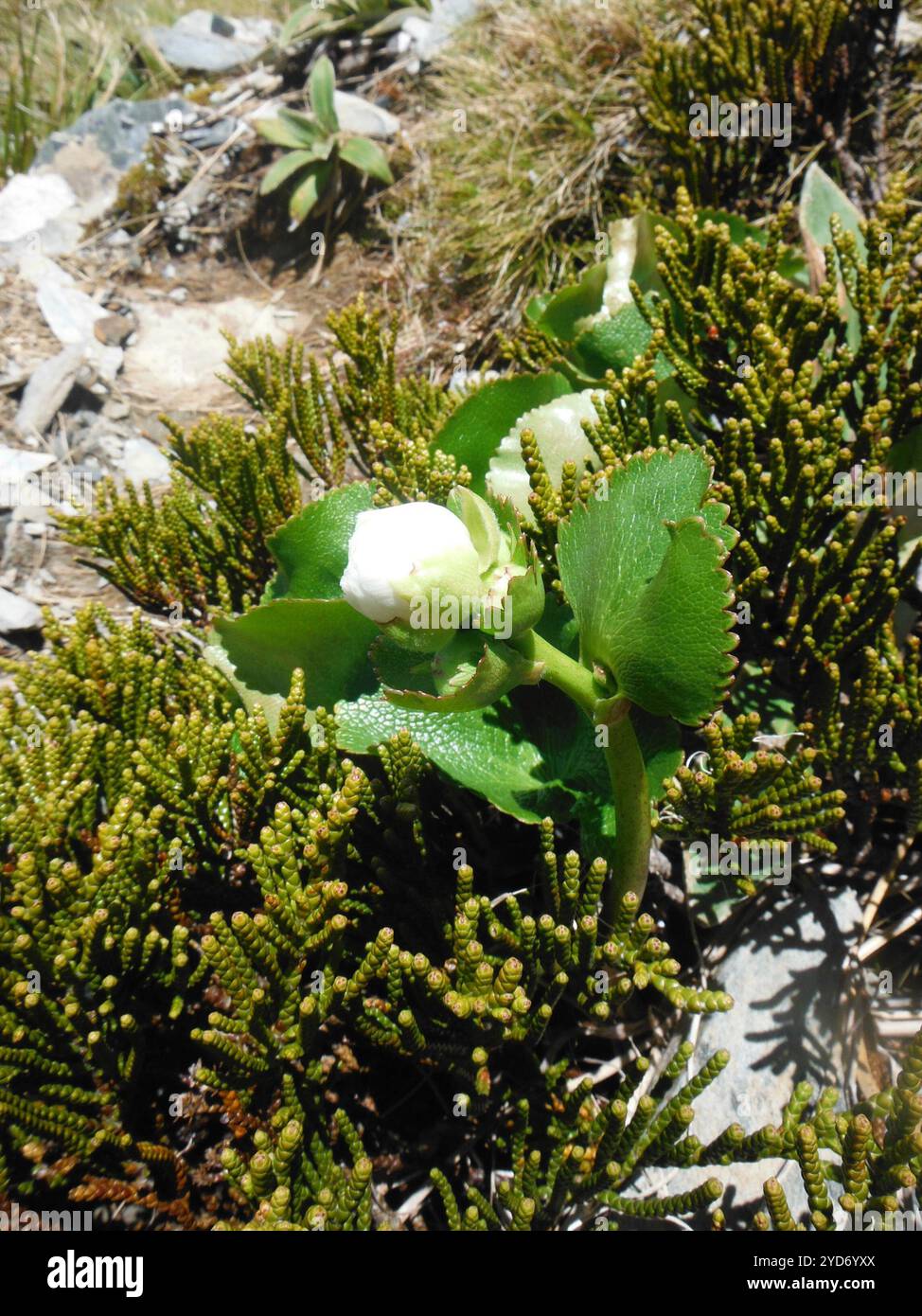 Mount Cook lily (Ranunculus lyallii Stock Photo - Alamy