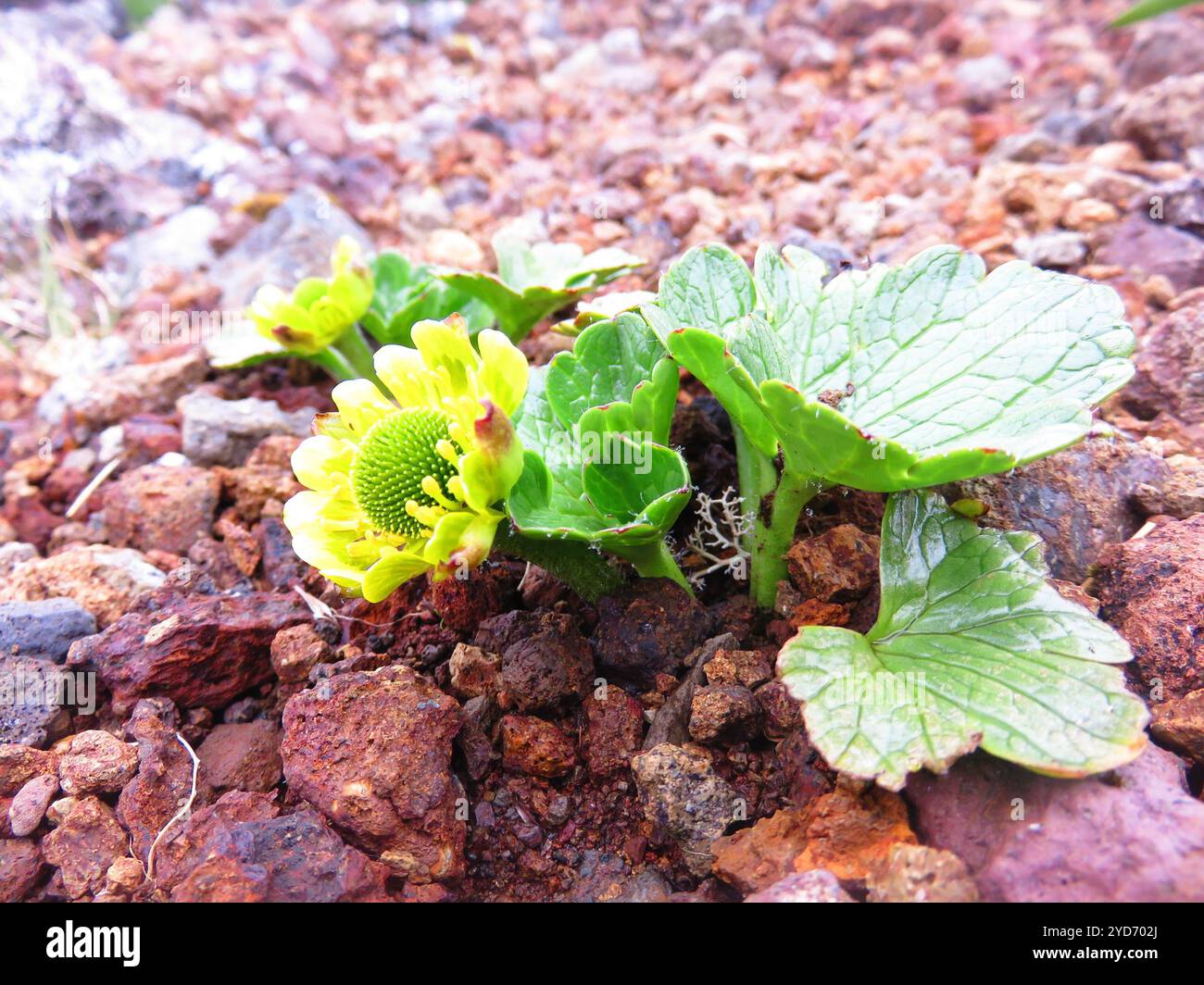 Ranunculus pinguis hi-res stock photography and images - Alamy